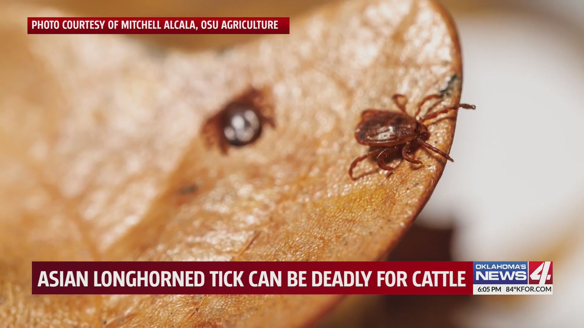 Asian Longhorned Tick can be deadly for cattle – WKRG News 5