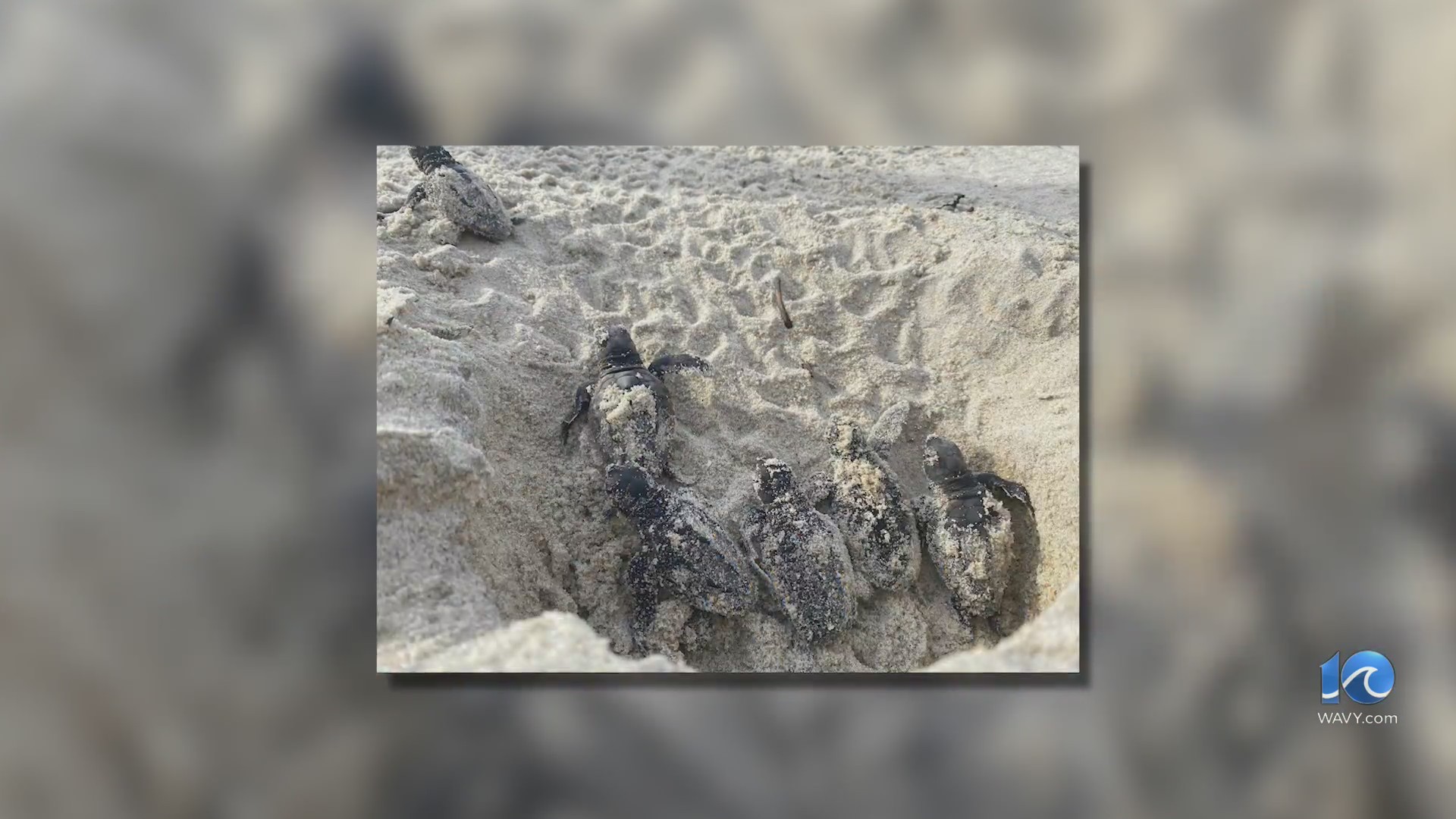 Cape Hatteras National Seashore sees sixth highest number of sea turtle ...