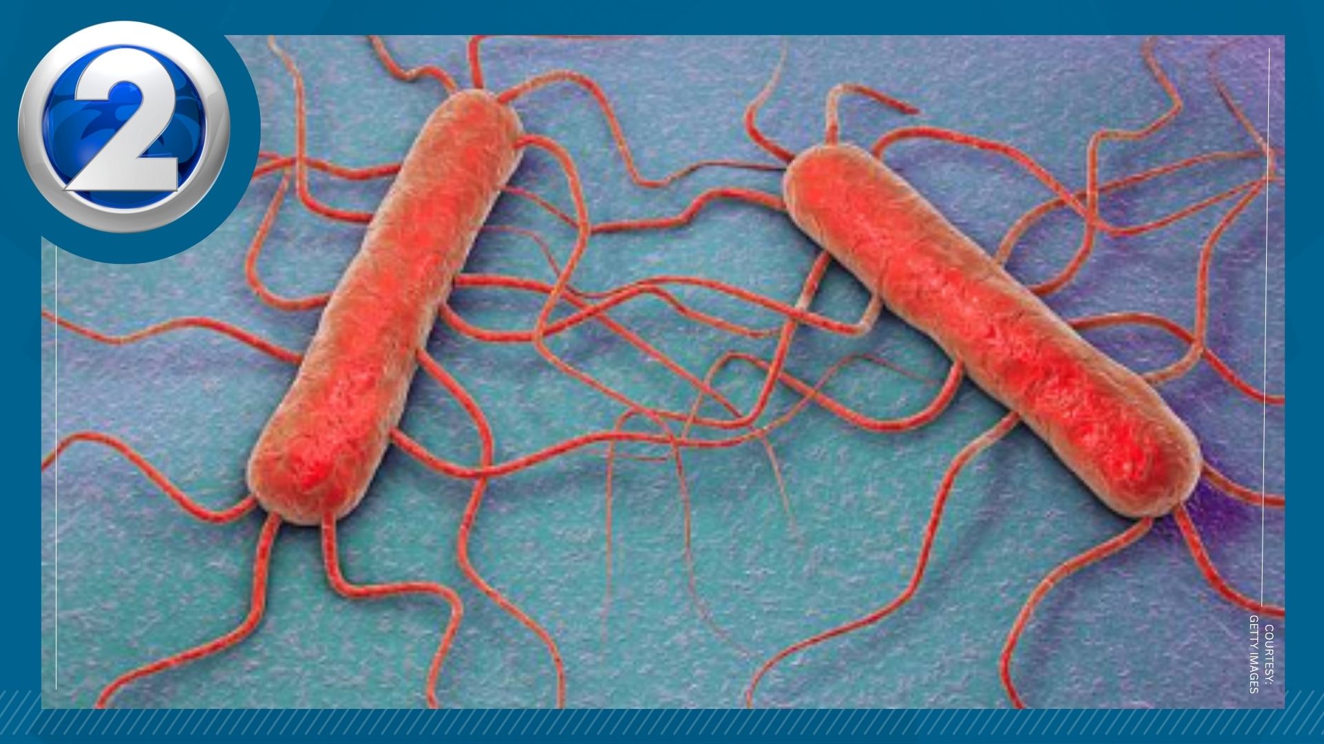 What is Listeria? How to prevent getting sick, dying – KHON2