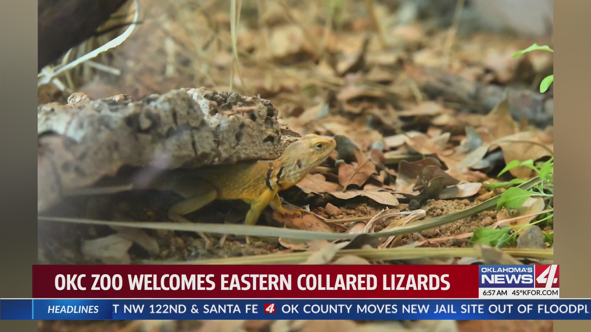 OKC Zoo welcomes Eastern collared lizards – KFOR.com Oklahoma City
