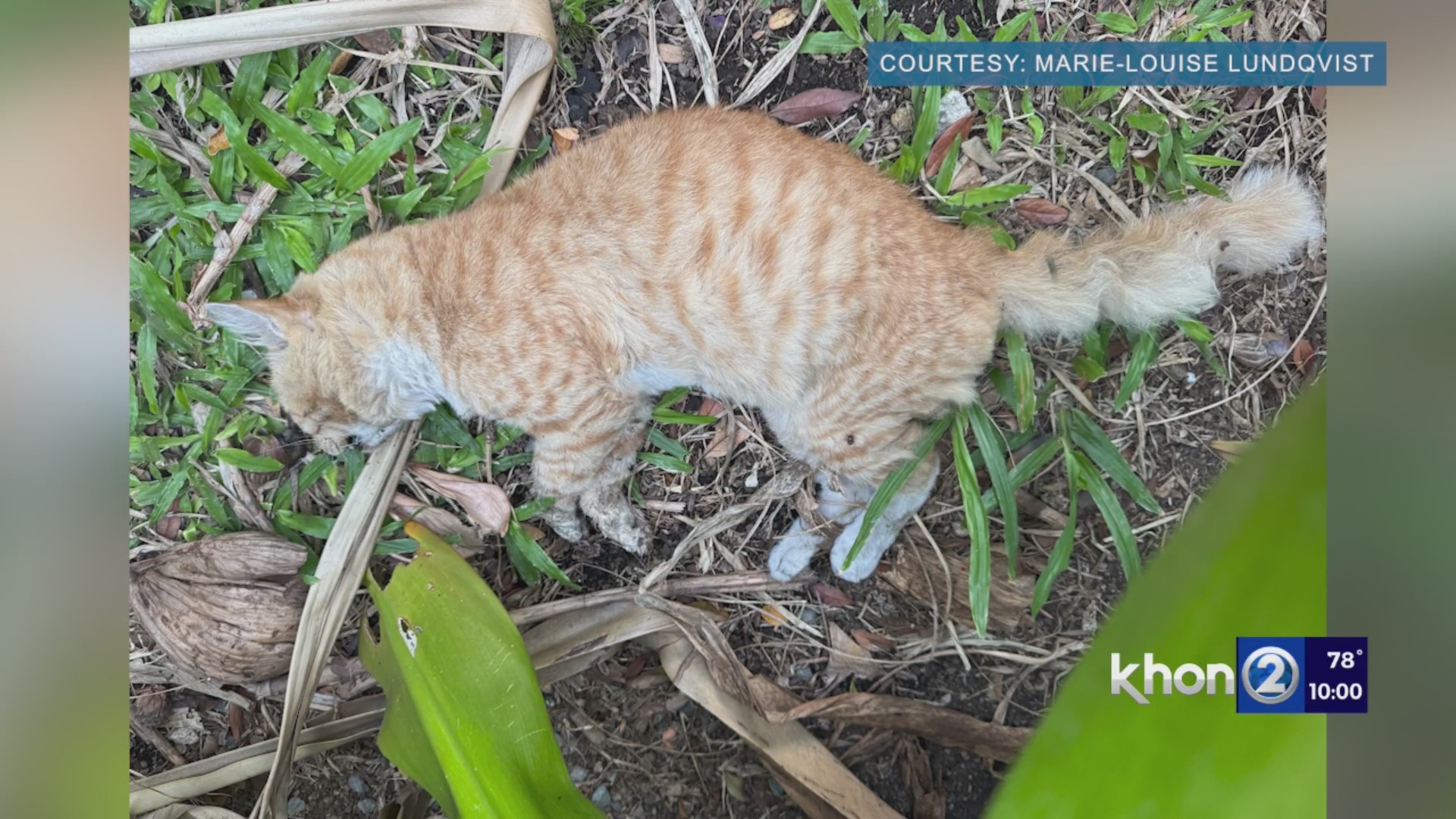 Fears over serial cat poisoner in Waikiki spike after 13 dead felines ...