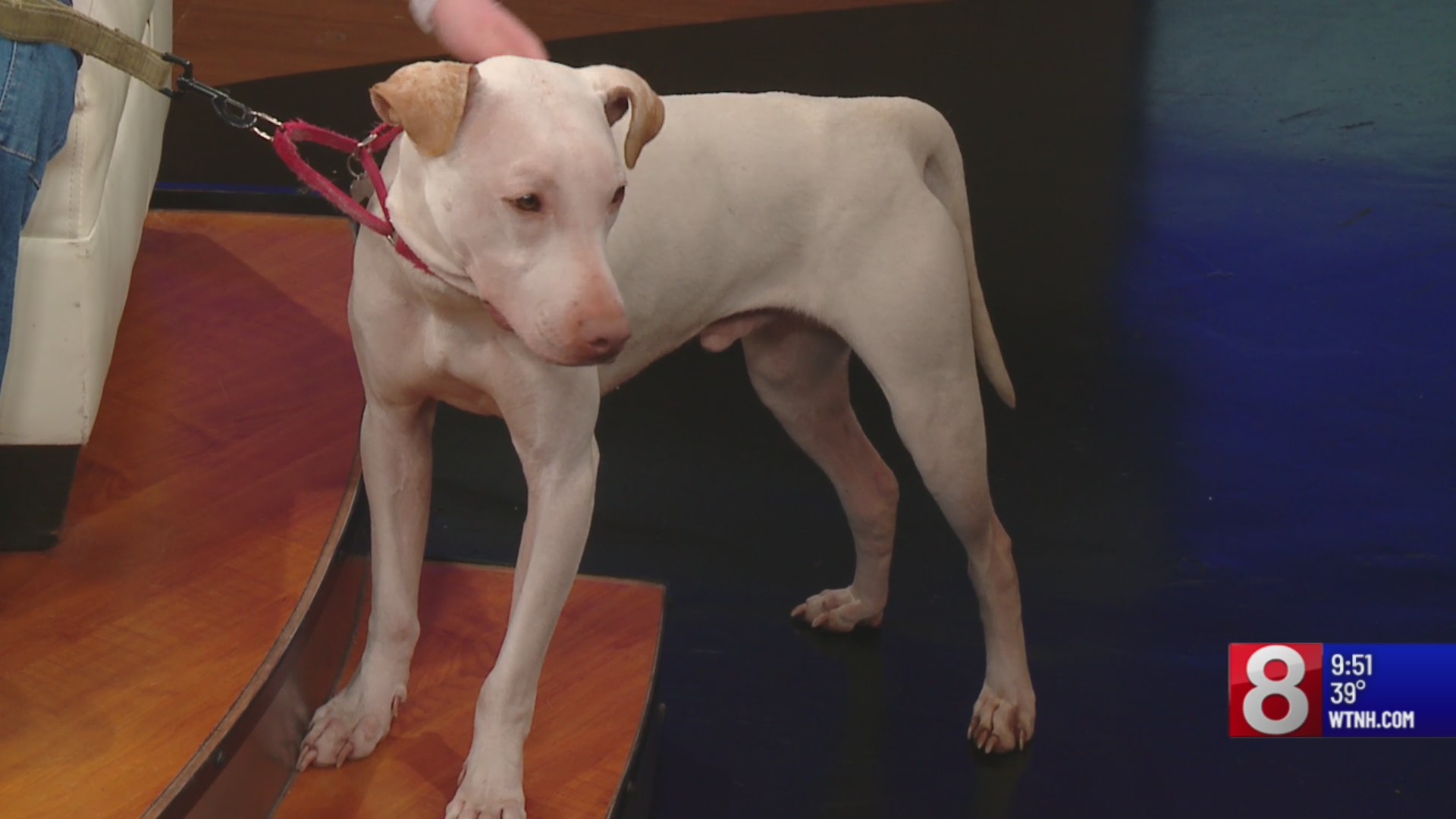 Dog Star Rescue’s Magic and Mayhem Gala Saturday – WTNH.com