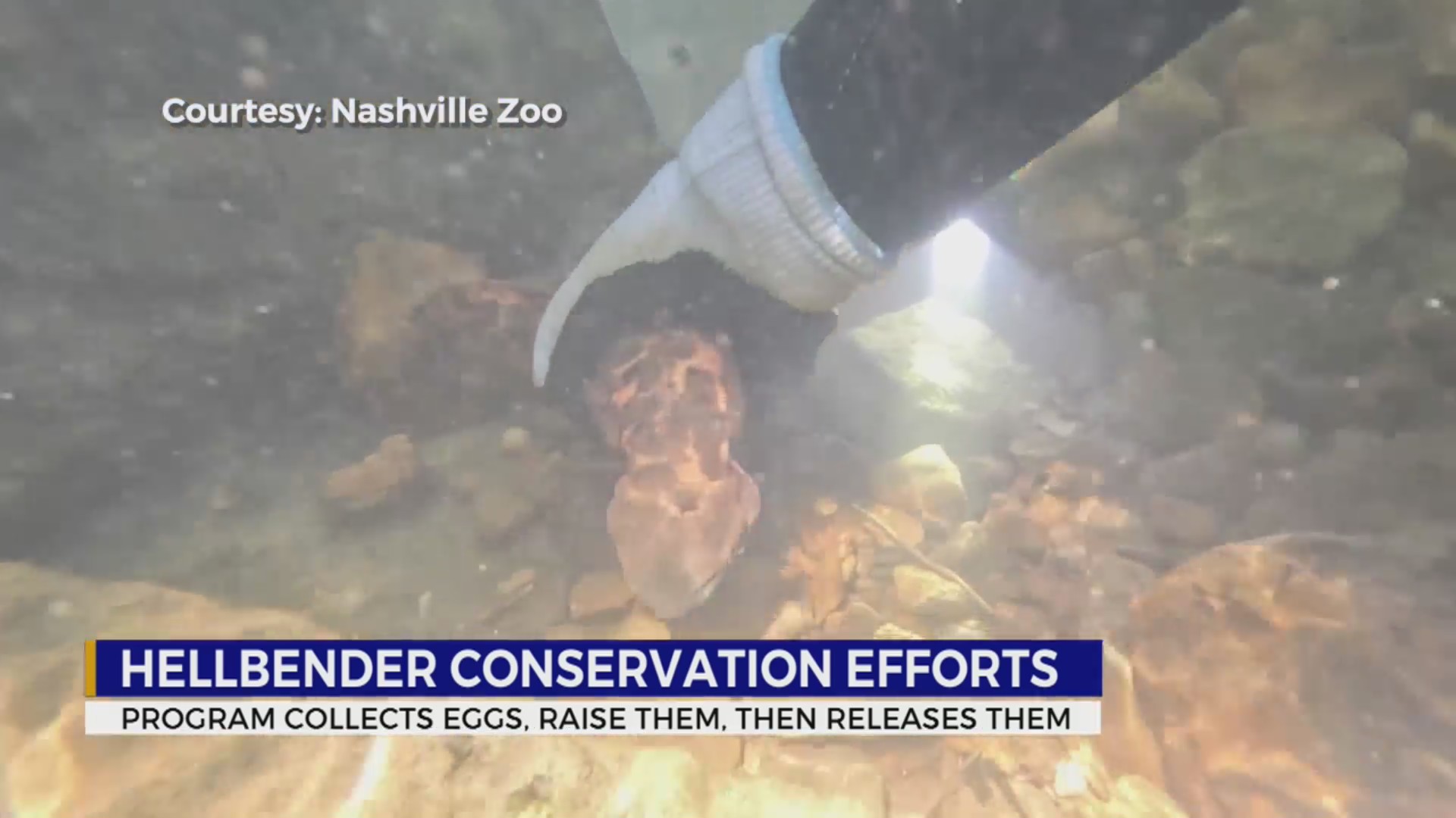 Hellbender conservation efforts in Middle TN – WKRN News 2