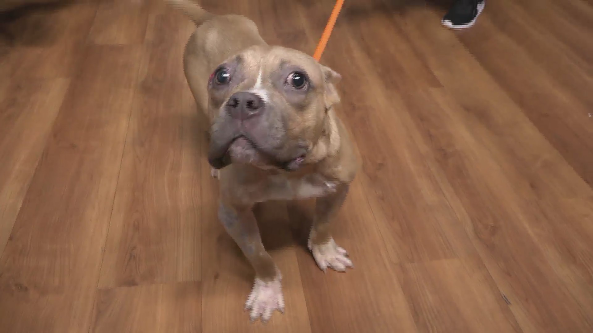 Adopt Holly Today – FOX 2
