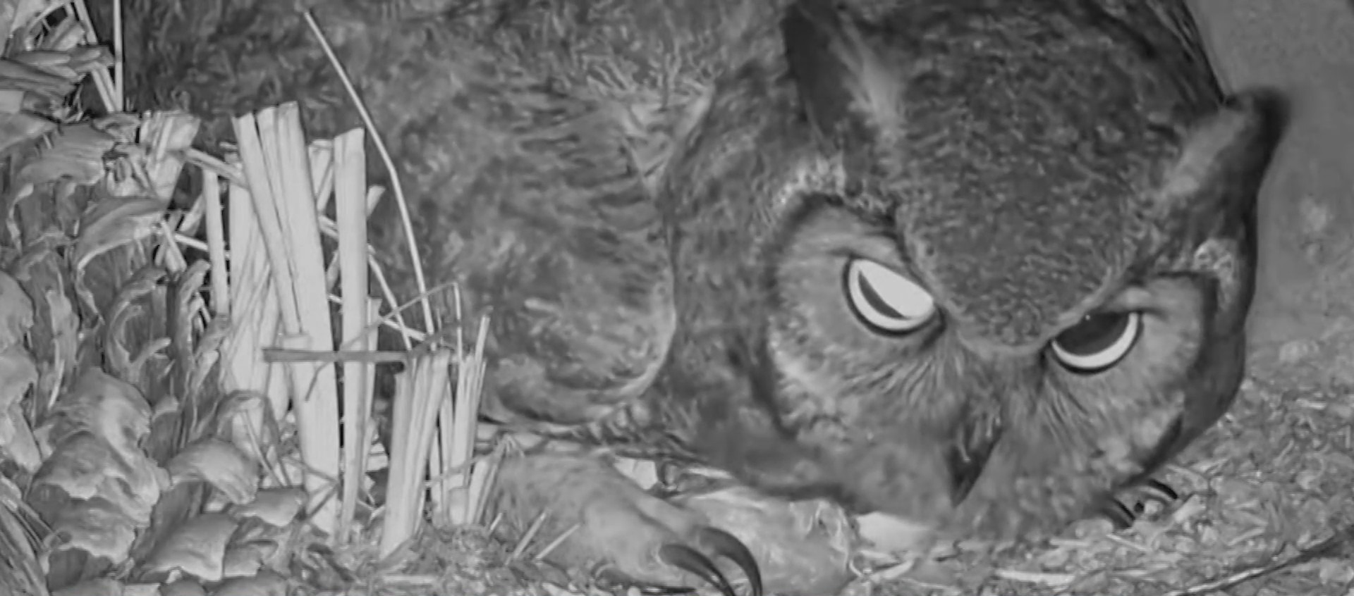 Athena’s owl cam captures egg cracking, owlet breaking free at Lady ...