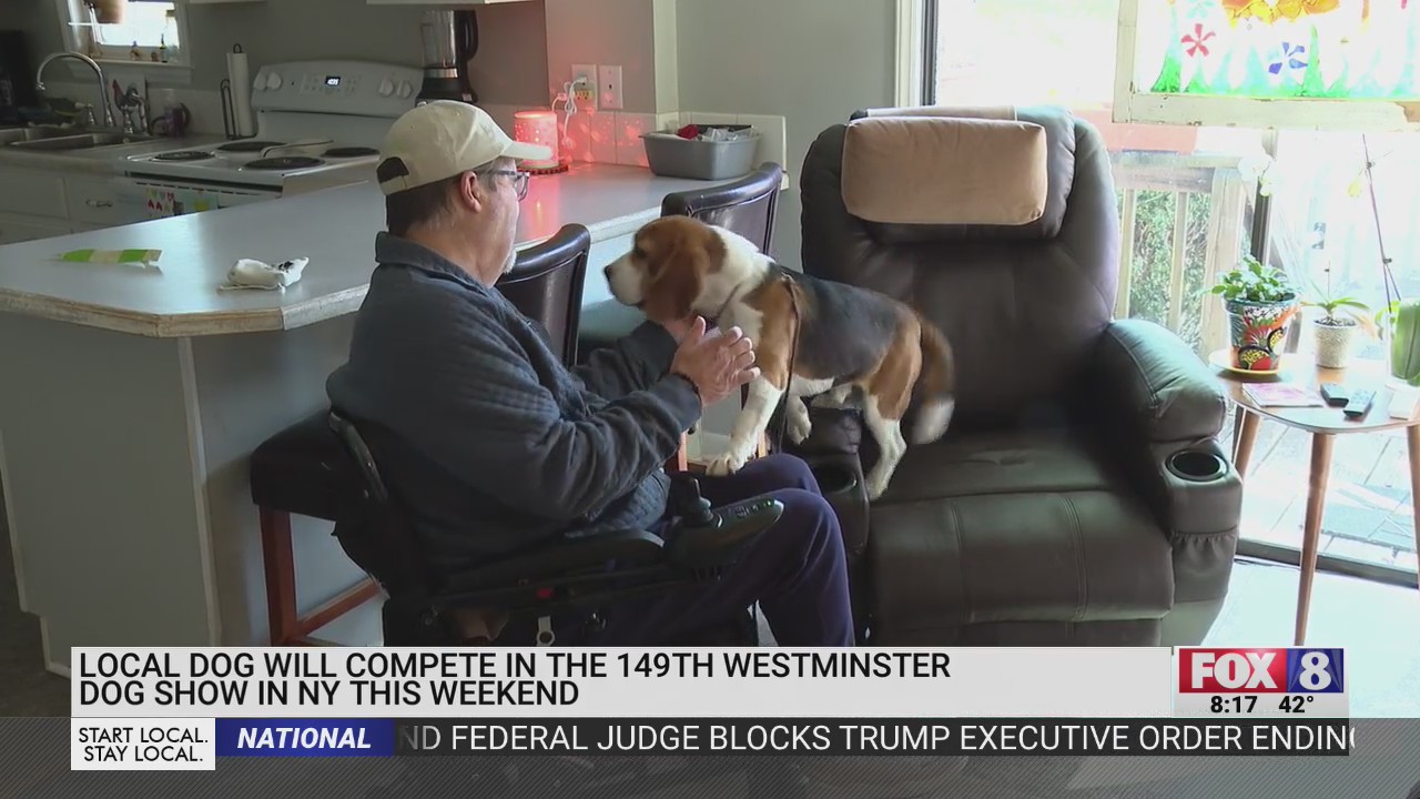 Triad beagle competing in Westminster Dog Show – FOX8 WGHP