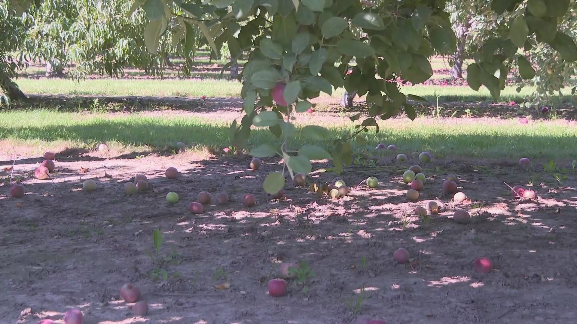 Sustainably Speaking: Apple season arrives in Wisconsin as orchards balance tradition and ...