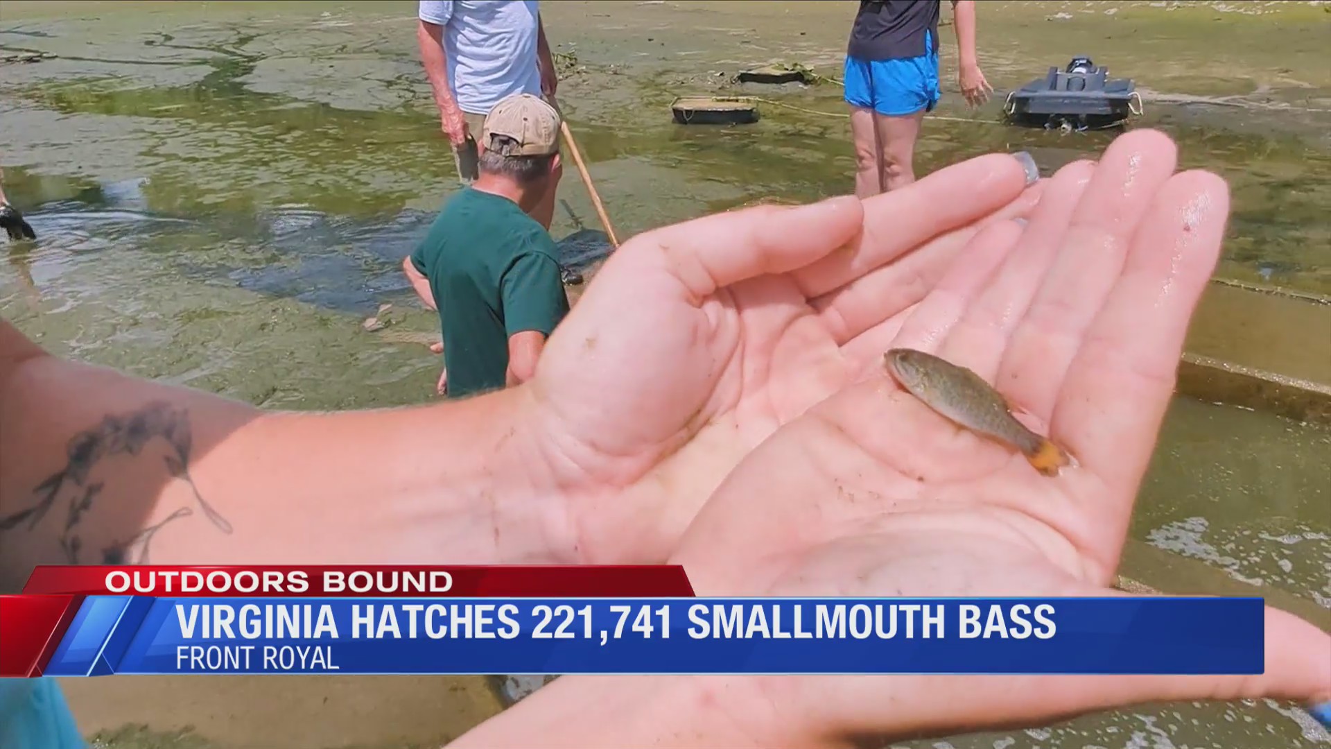Outdoors Bound: Final smallmouth hatchery tally and where they will be ...