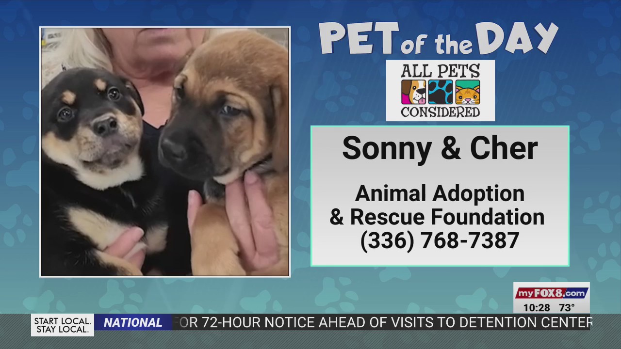Pets of the Day: Sonny and Cher are an iconic duo – FOX8 WGHP