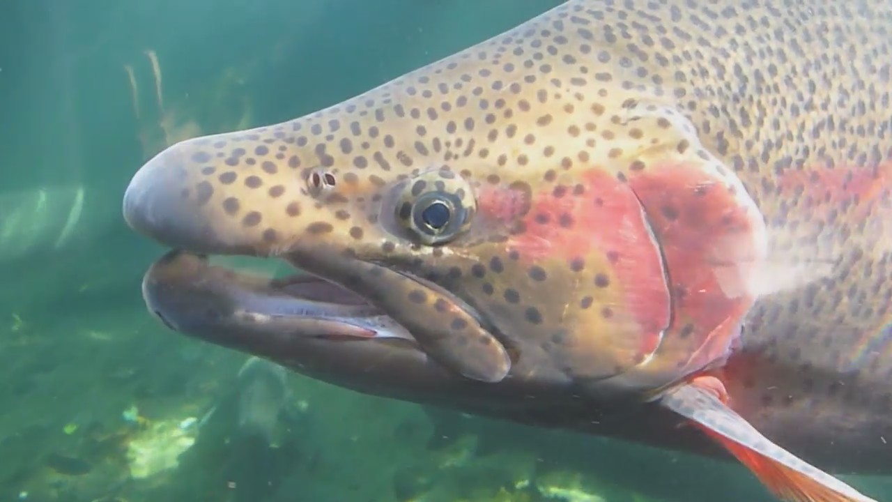 TWRA & TVA to restore fish habitats on Watauga Lake – WJHL | Tri-Cities ...