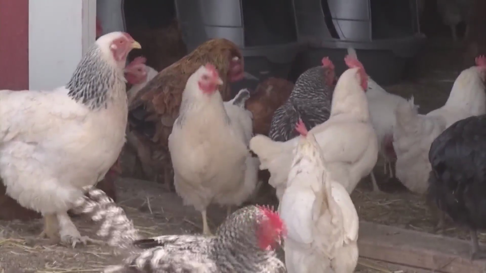 Missouri bill aims to legalize backyard chicken ownership – KOLR ...