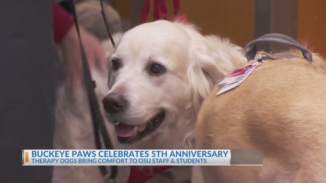 Buckeye Paws therapy program celebrates 5th anniversary – NBC4 WCMH-TV