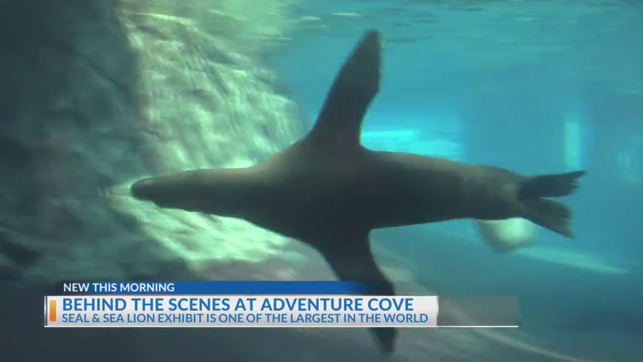 Columbus Zoo seal and sea lion exhibit among the largest – NBC4 WCMH-TV