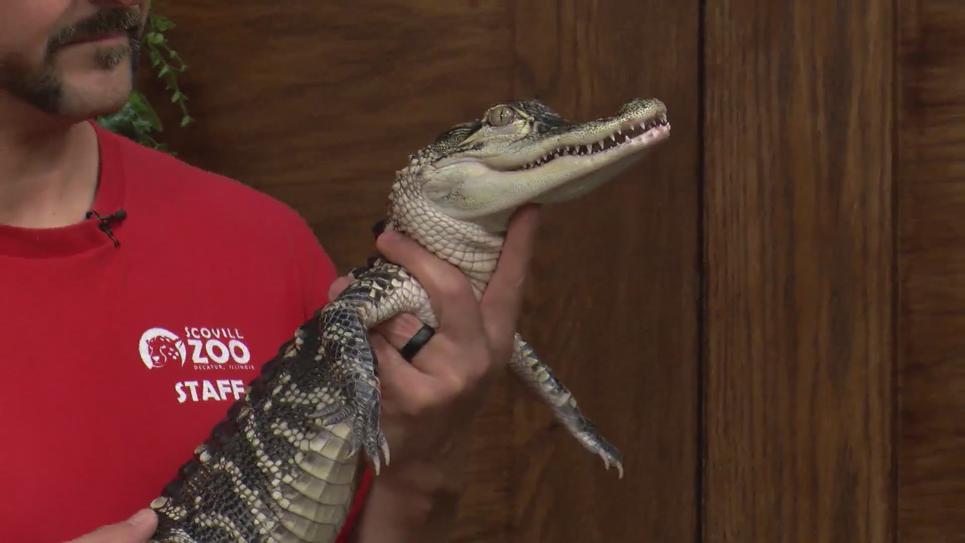 Critters Uncaged: Scovill Zoo | Meet Wednesday the Alligator | ciLiving ...