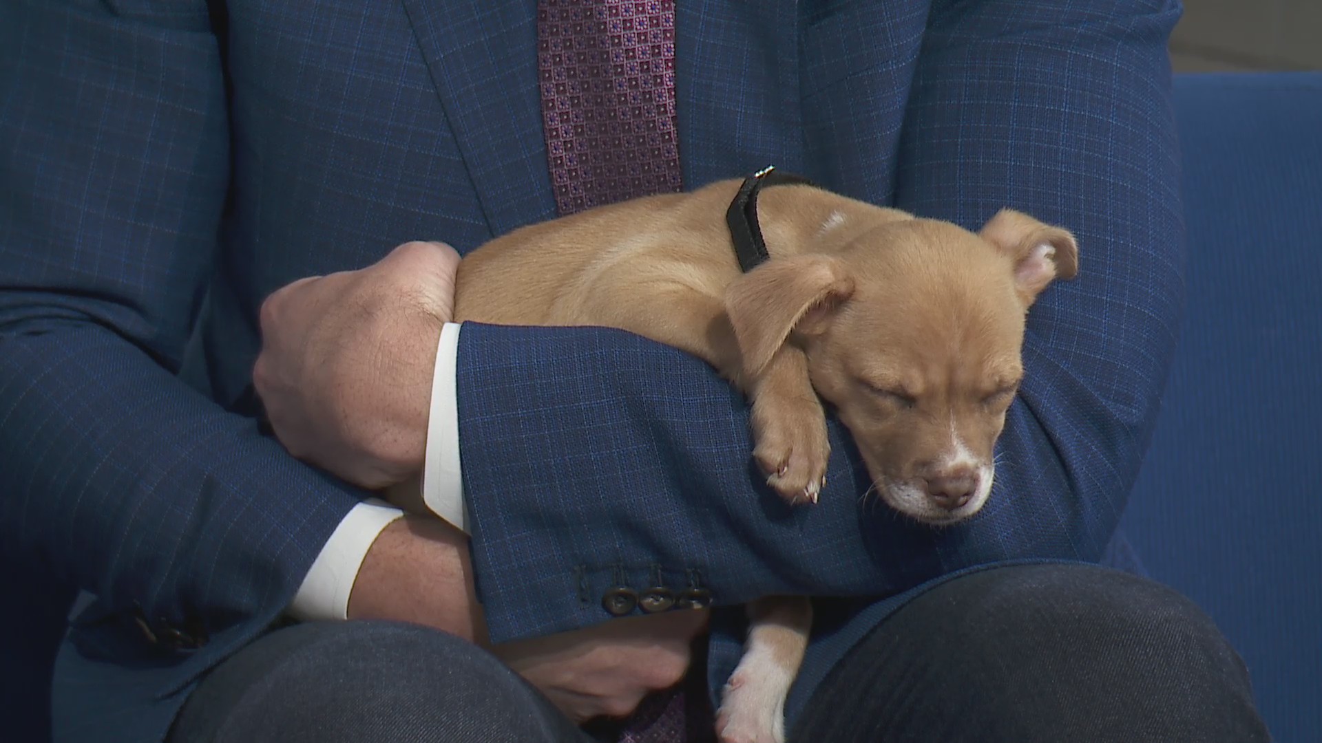 PAWS Chicago Pet of the Week: Fiji – WGN-TV