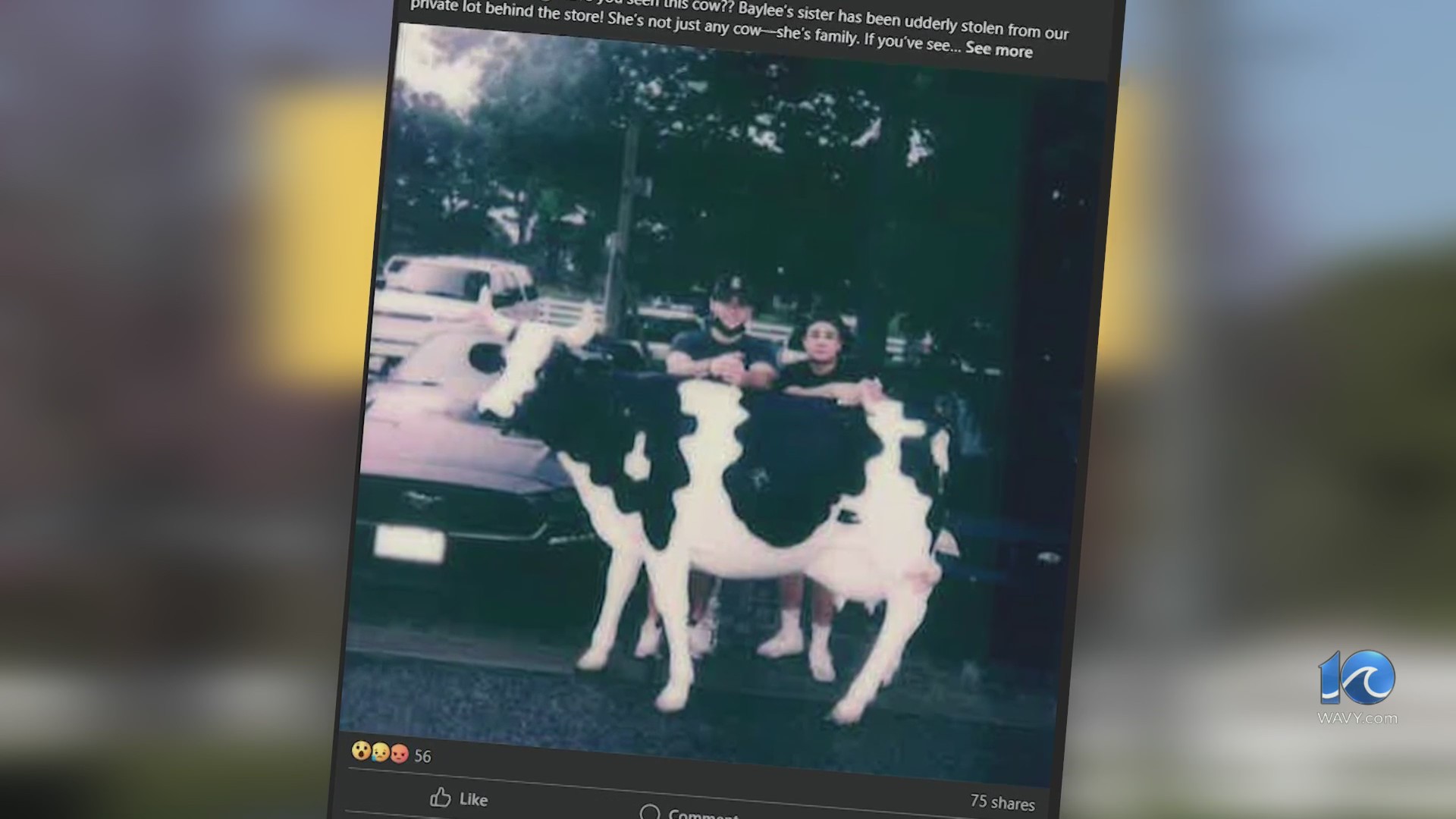 Udder problem: Cow statue at Taste Virginia Beach location is missing ...