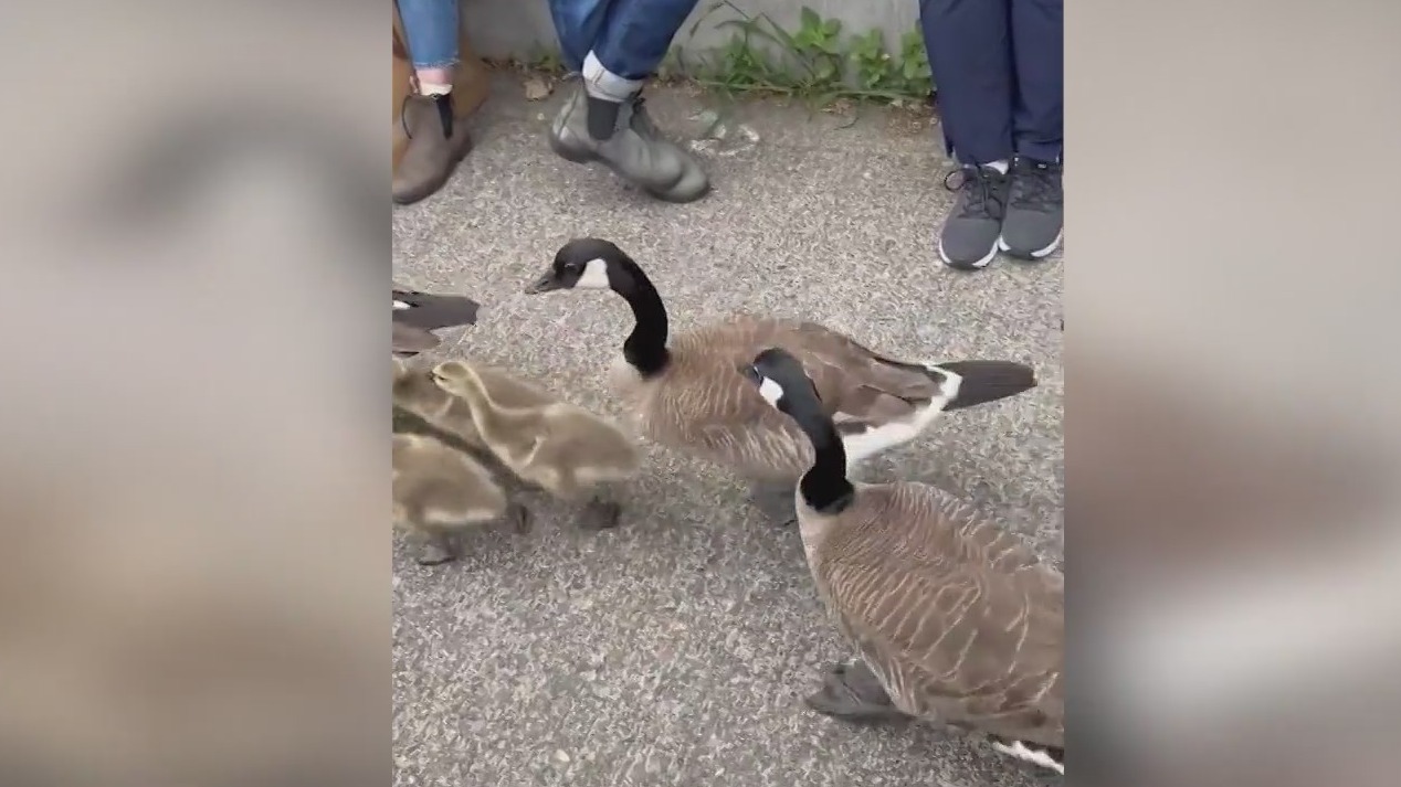 Geese join in during No Kings day protest in Portland – KOIN.com