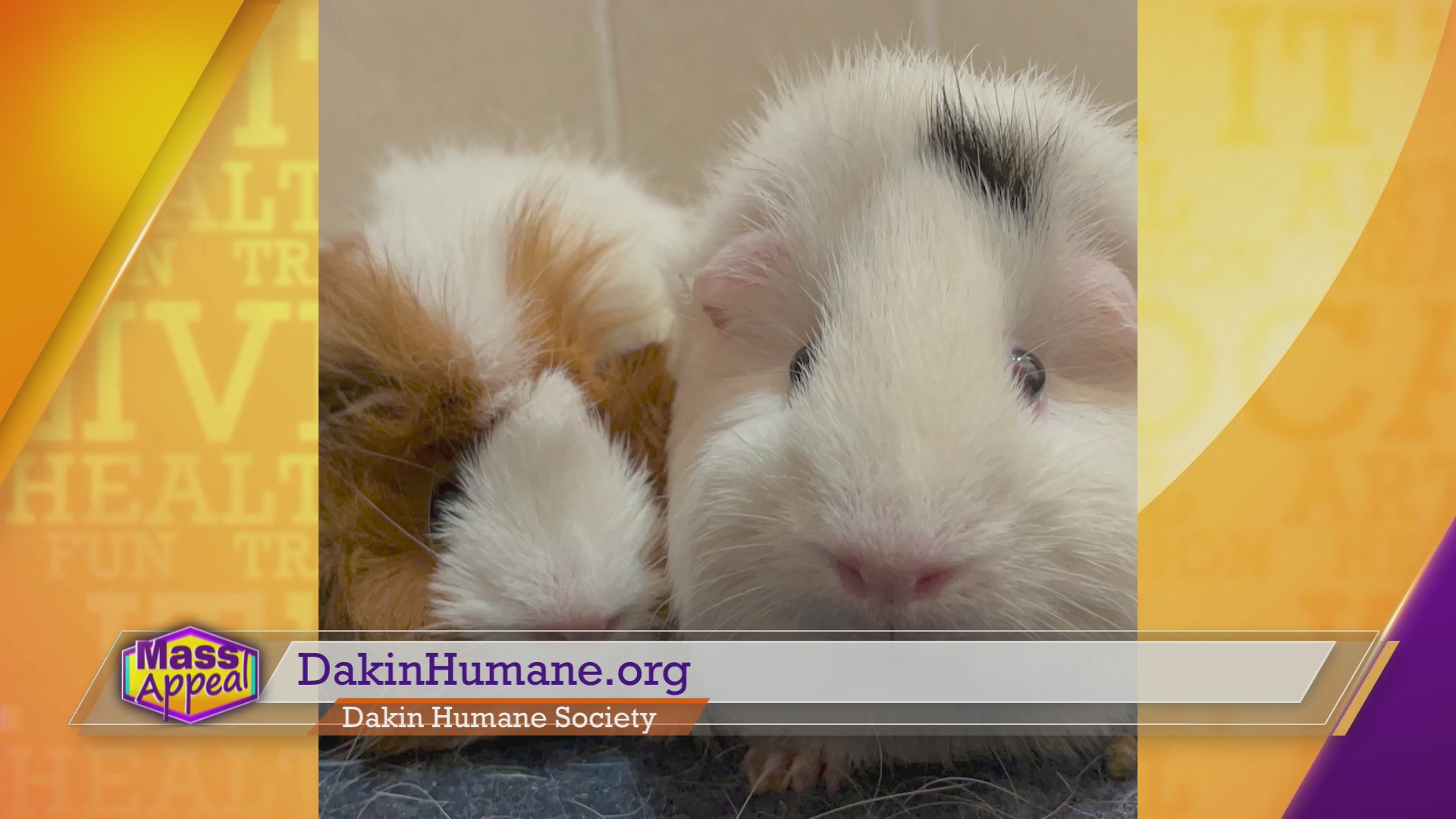 Mass Appeal Pet of the Week: Meet Evergreen and Mistletoe! – WWLP