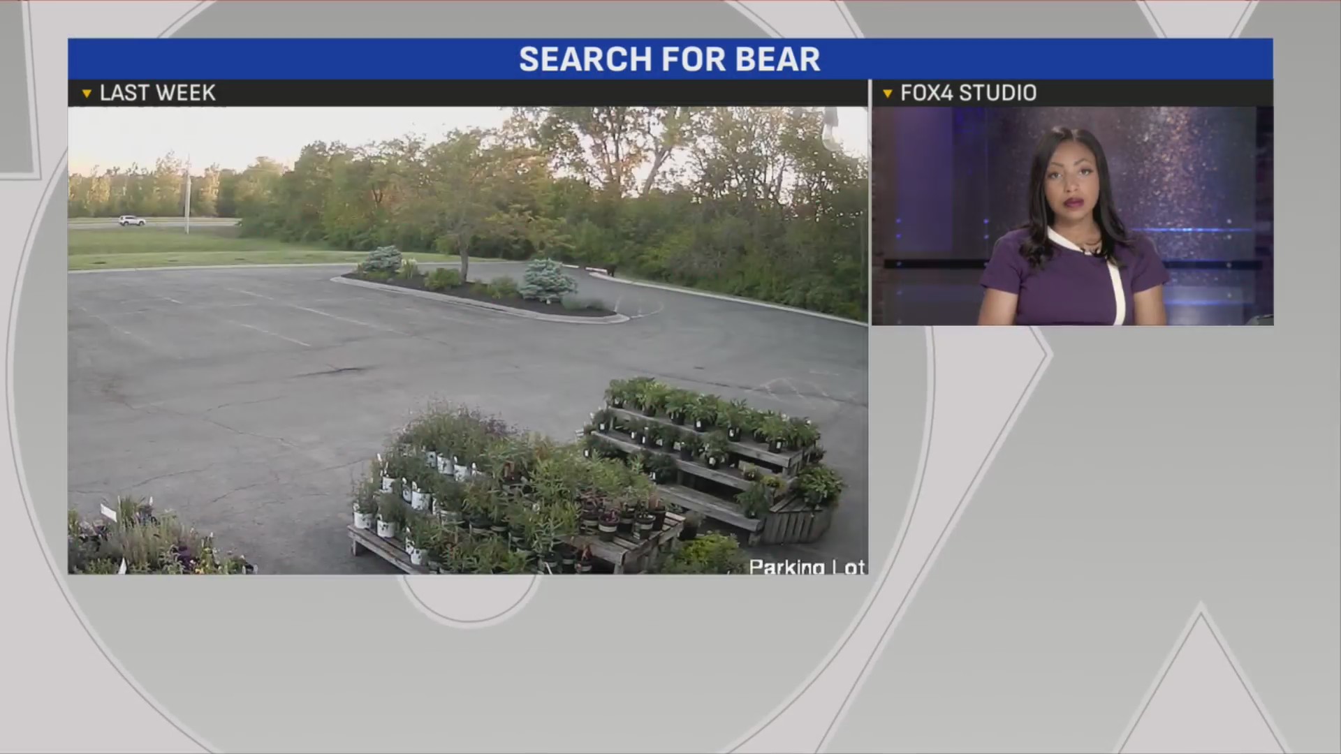 Injured black bear recently seen in KC area, MDC says – FOX 4 Kansas ...