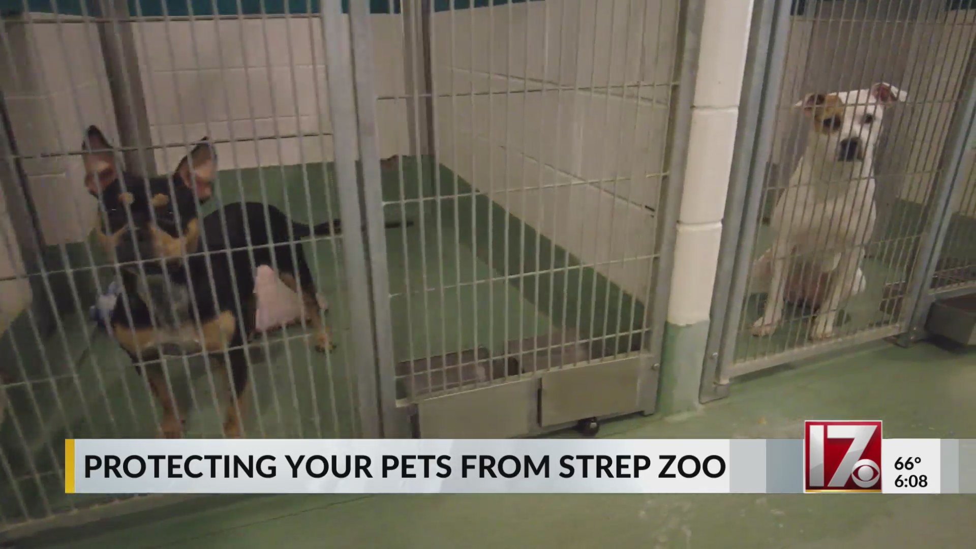Wake County Animal Center experiencing Strep zoo outbreak – CBS17.com