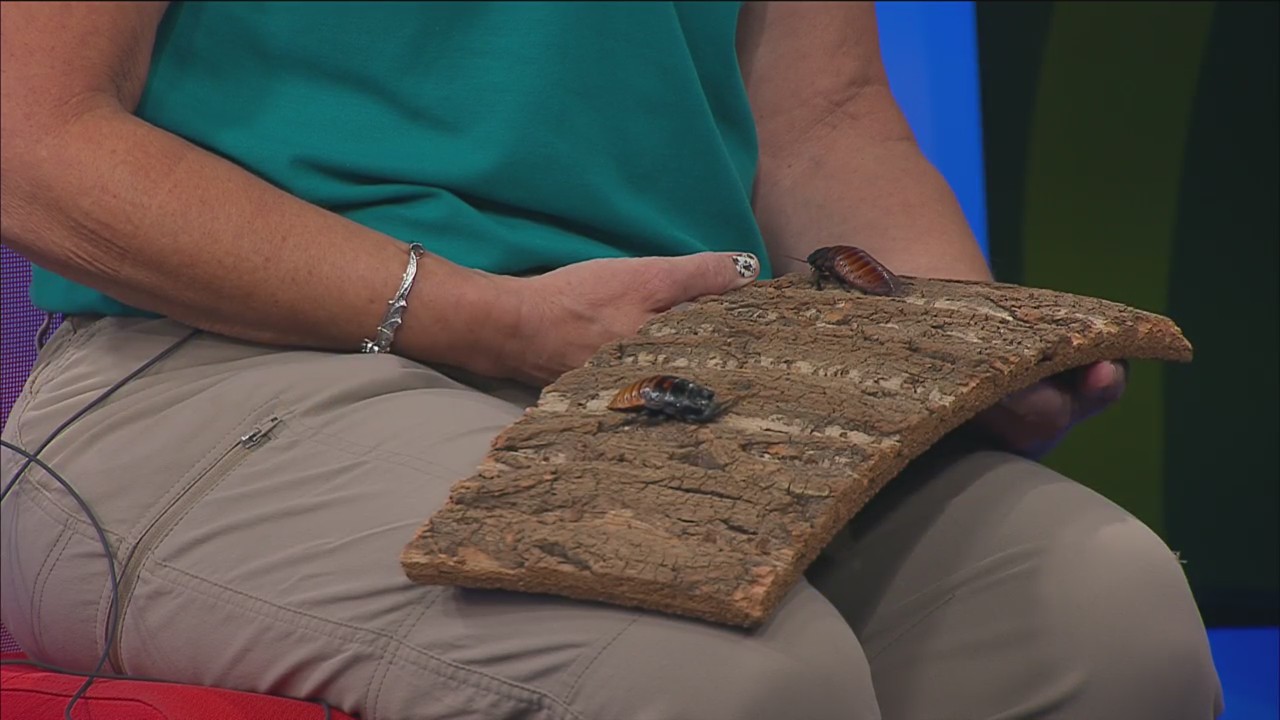 Sedgwick County Zoo talks Wild Lights, shows off Madagascar hissing ...