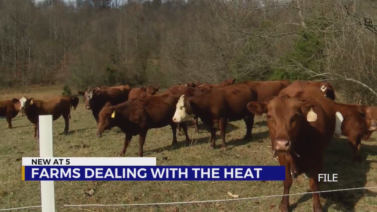 Heat can be dangerous for farmers and their cattle – WJHL | Tri-Cities ...