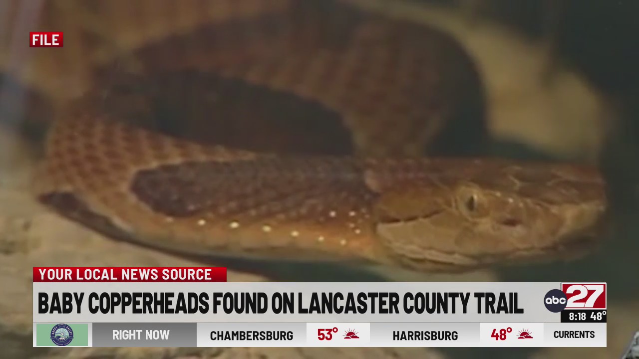 Baby copperheads found on Lancaster County trail – ABC27
