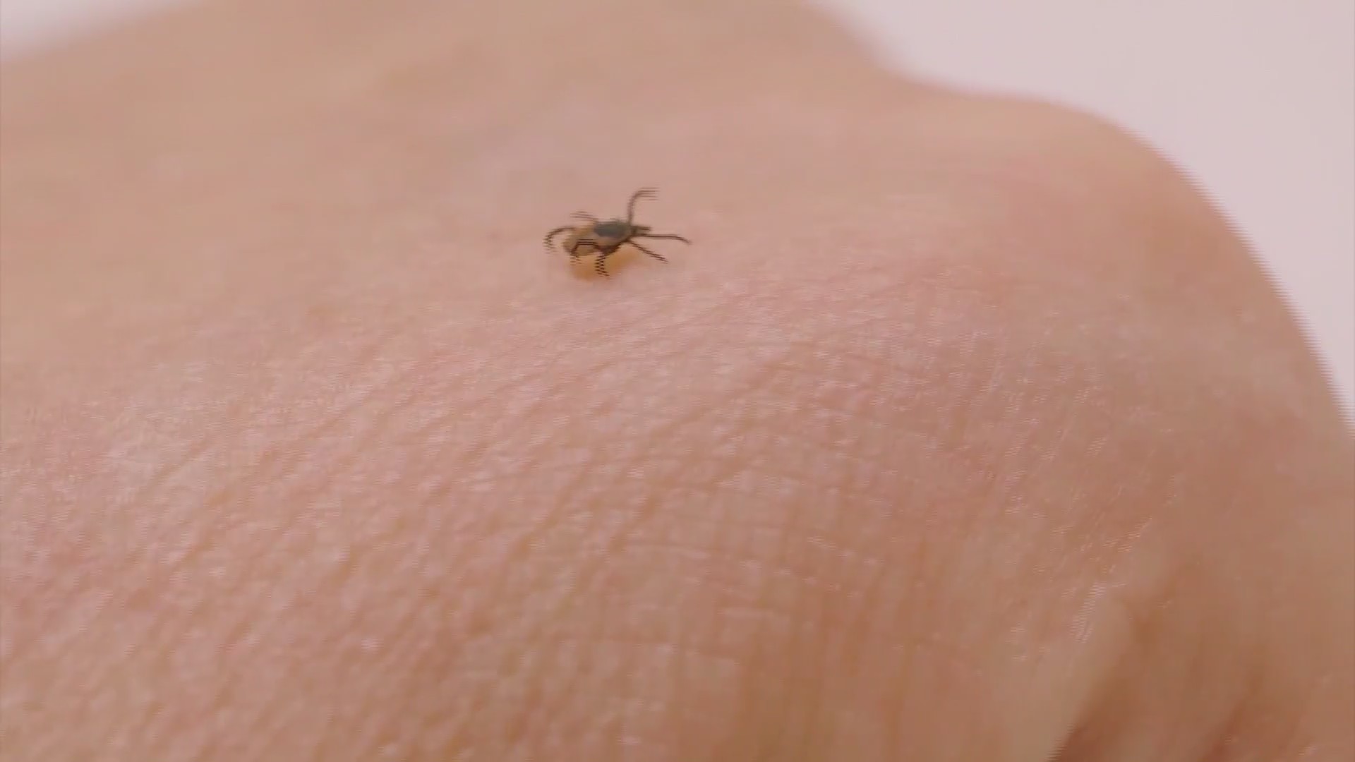 Ticks in Midwest pose risk for diseases like Lyme disease – KSNF/KODE ...