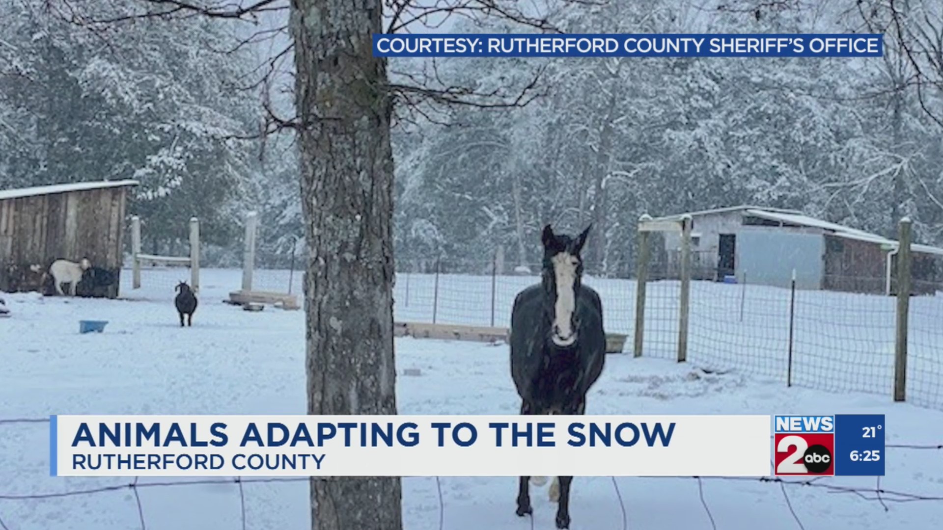Animals adapting to the snow in Rutherford Co. – WKRN News 2
