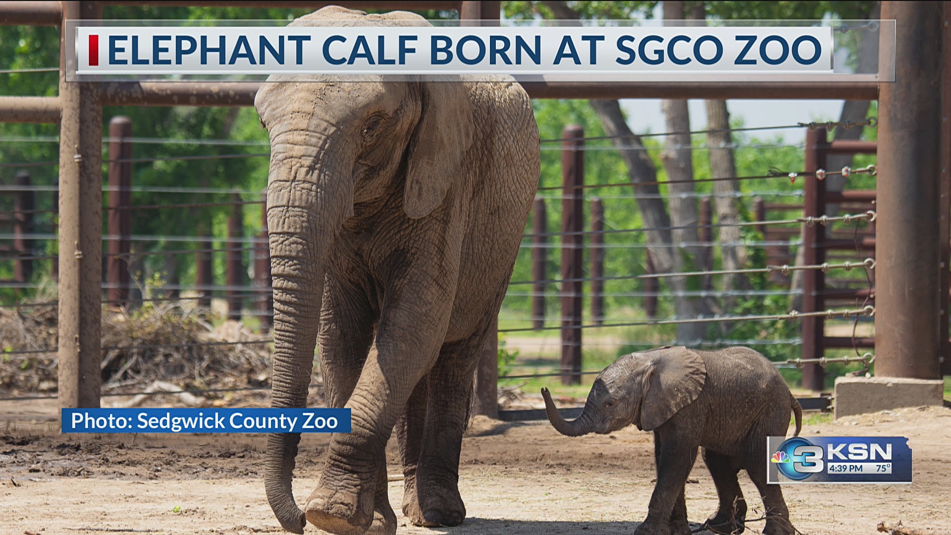 Sedgwick County Zoo welcomes third baby elephant – KSN-TV