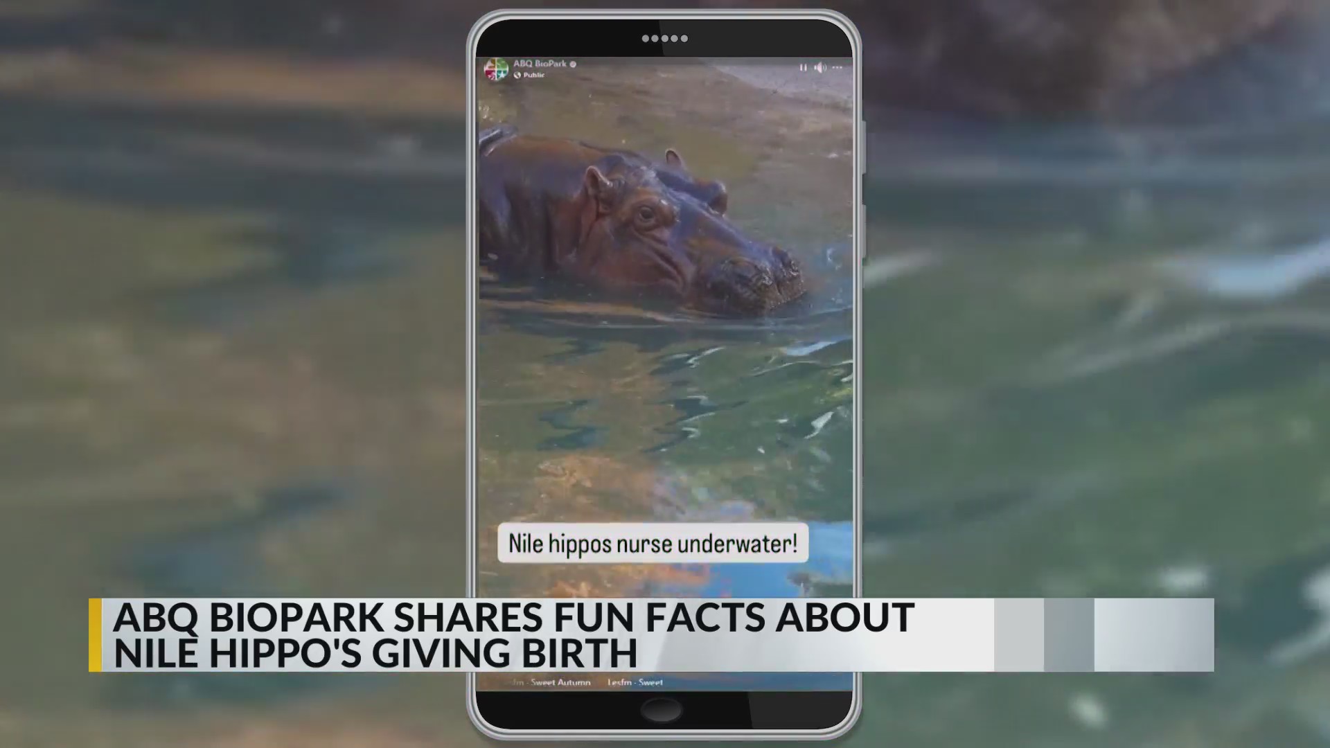 ABQ BioPark gives update on baby hippo Maisy – KRQE NEWS 13 – Breaking ...