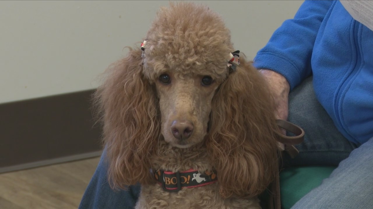 Peoria coroner urges including pets in estate planning documents ...