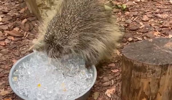 Animals Try to Cool Down During Heatwave at Maryland Zoo – WNCT