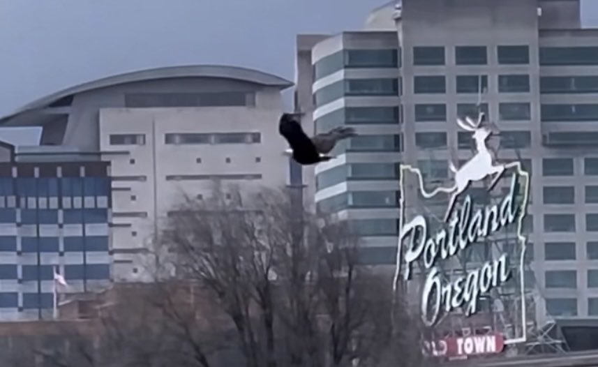 Bald eagle soars over downtown Portland on President’s Day – KOIN.com