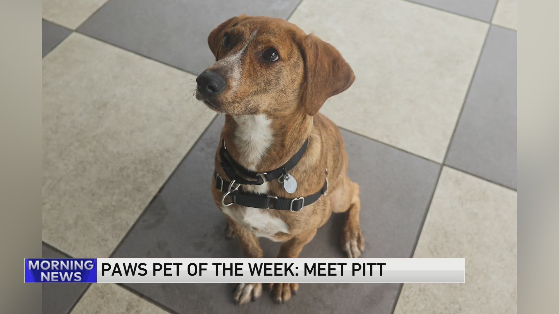 PAWS Chicago Pet of the Week: Pitt – WGN-TV