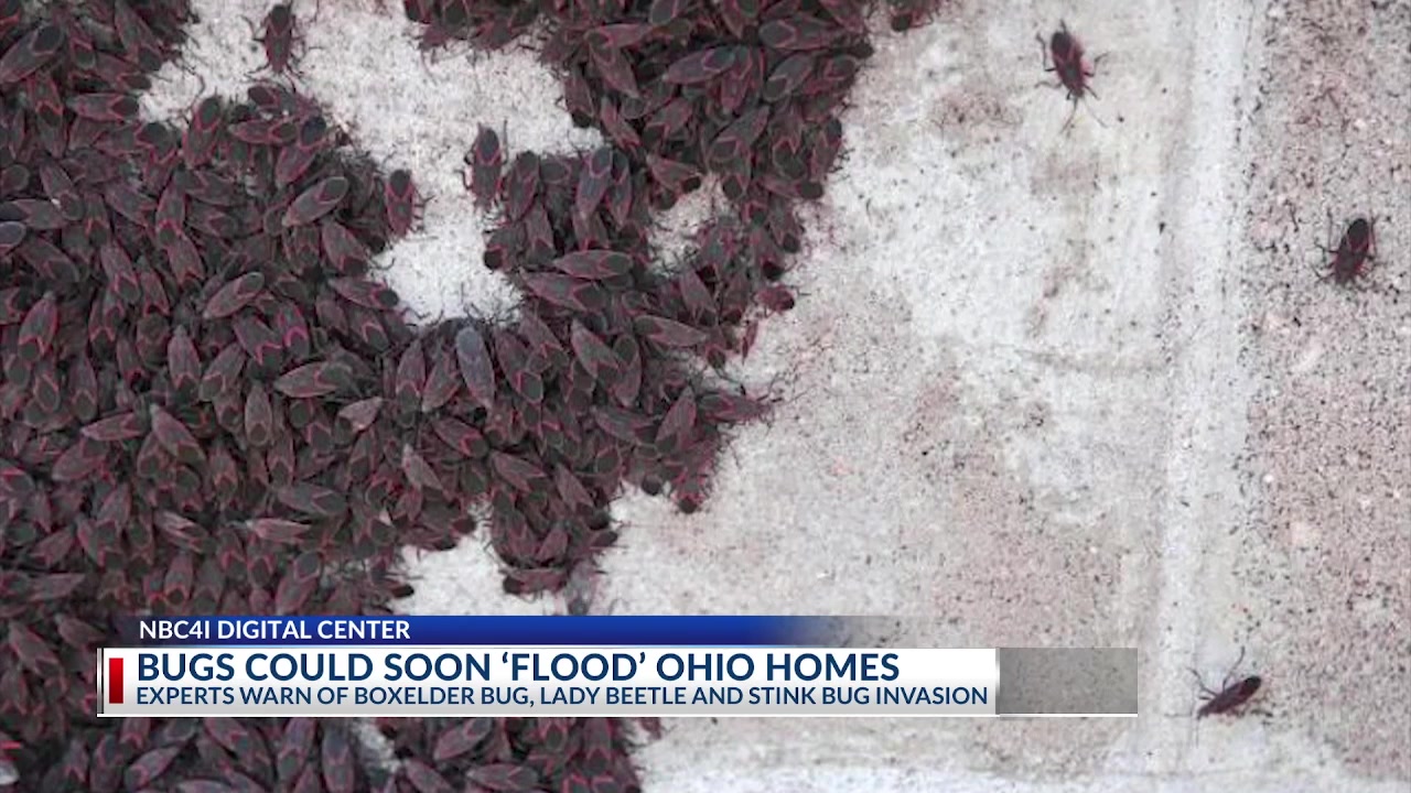 ‘Insect alert:’ Experts warn bugs could soon ‘flood’ homes – NBC4 WCMH-TV