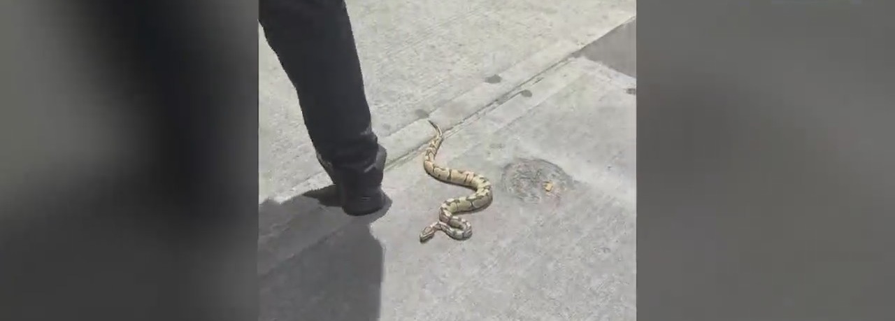 Snake slithering on NYC sidewalk captured in bucket – PIX11
