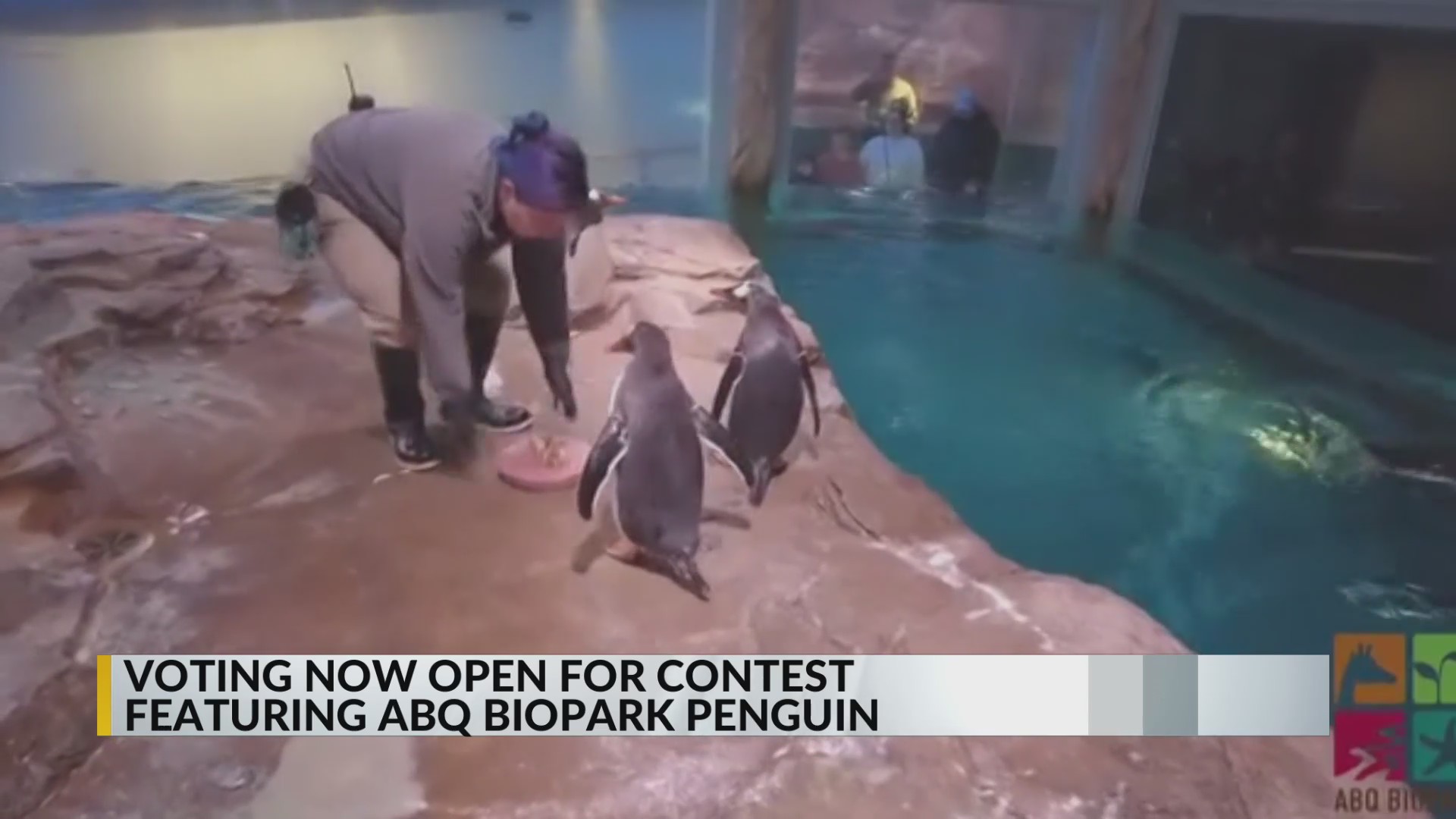 ABQ BioPark penguin competing in ‘March of the Penguins’ – KRQE NEWS 13 ...