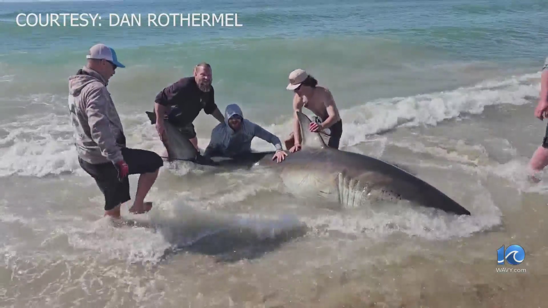 OBX fish tale to remember: Reeling in great white shark – WAVY.com