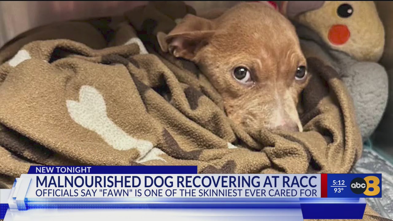 ‘A skeleton with skin’: RACC nursing starving stray puppy back to ...