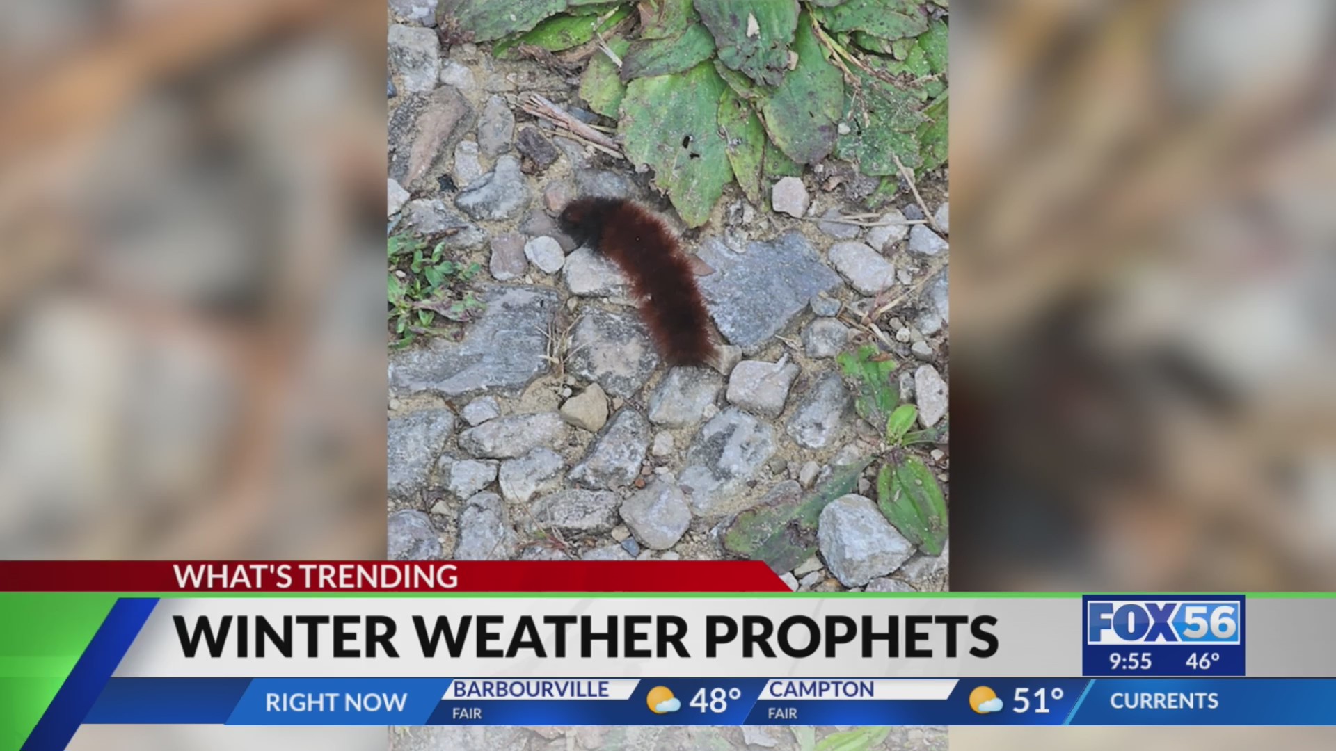 Can woolly worms predict the weather? If so, here’s what Kentucky can ...