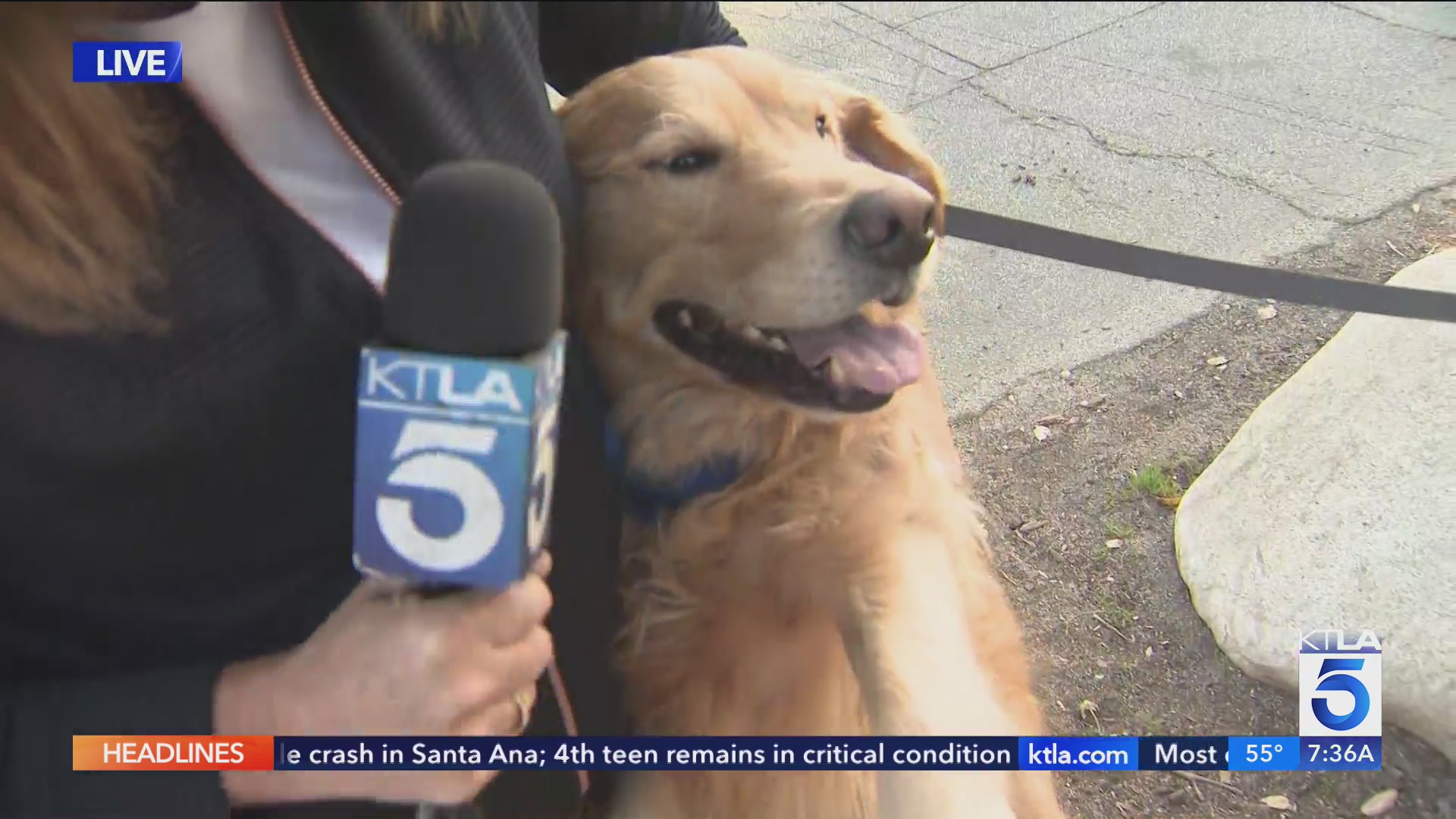 Wiggle Waggle Walk & Run raises more than $350K for local humane ...