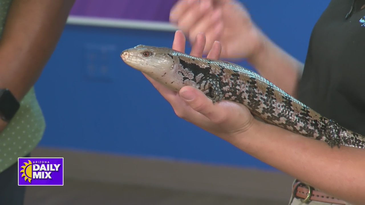 Wildlife World Zoo shows off a skink – CW7 Arizona