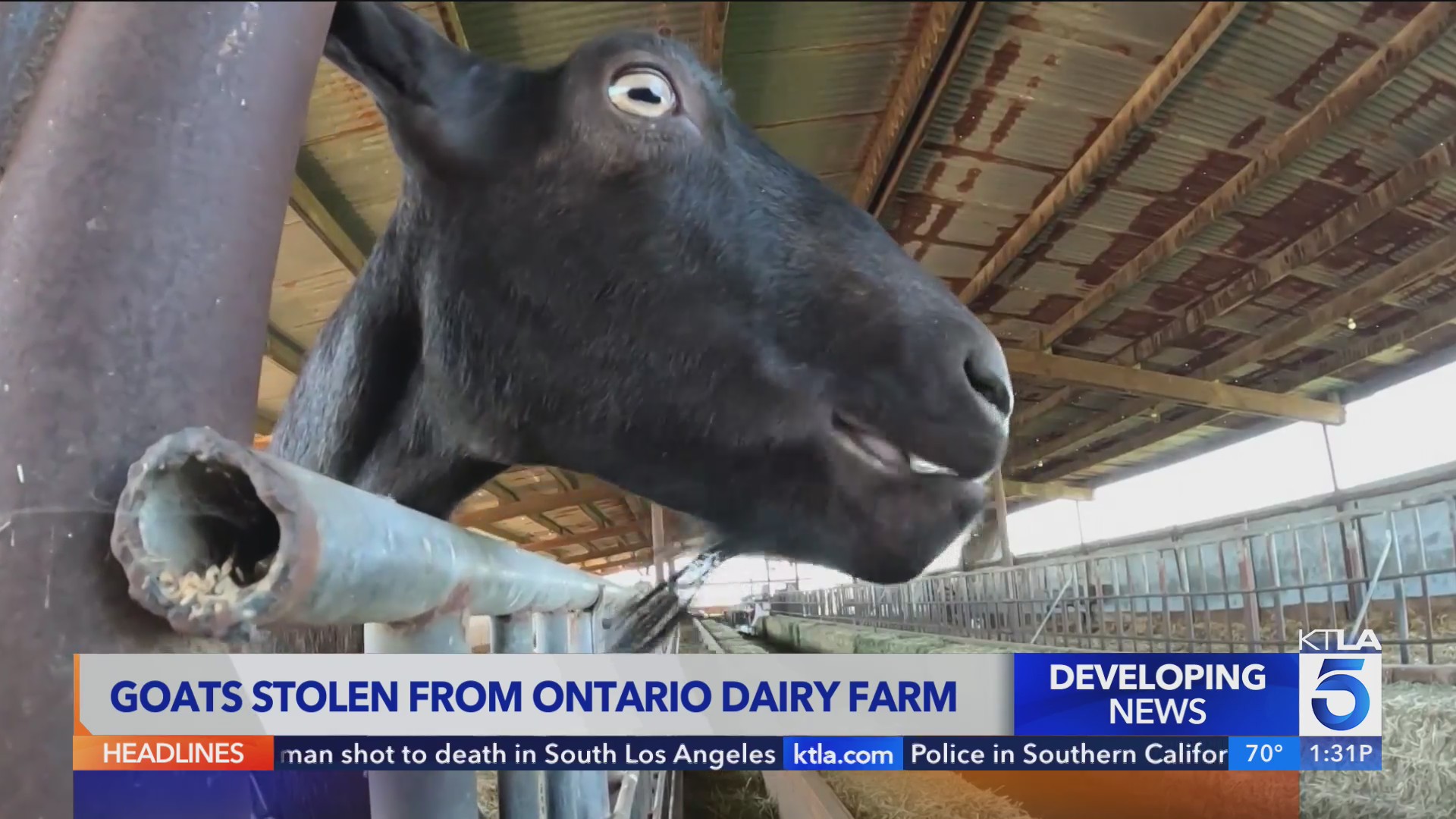 12 goats stolen from local family-owned dairy farm – KTLA