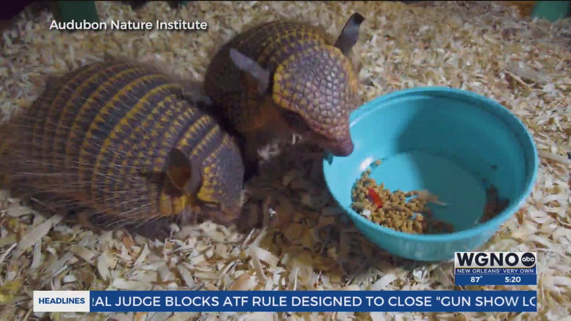 Audubon Zoo welcomes twin screaming hairy armadillos – WGNO