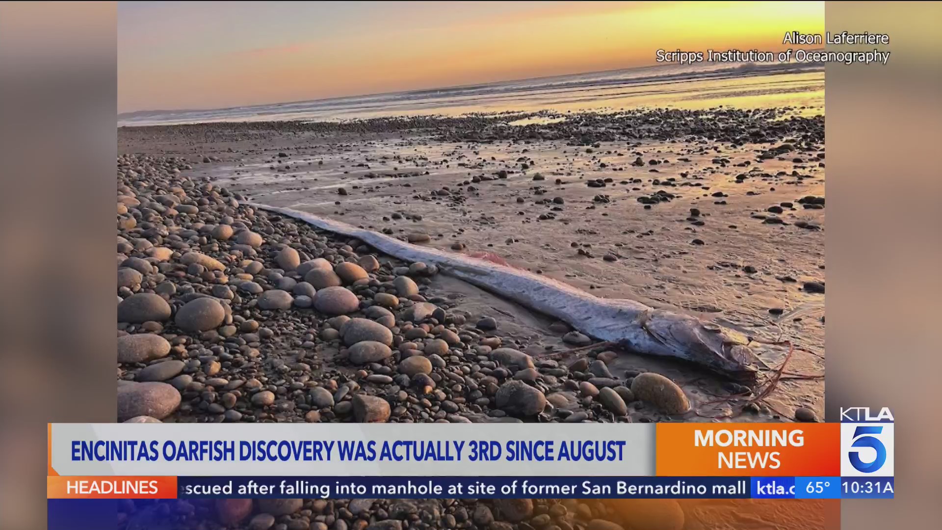 Another rare ‘doomsday fish’ discovered off Southern California coast ...