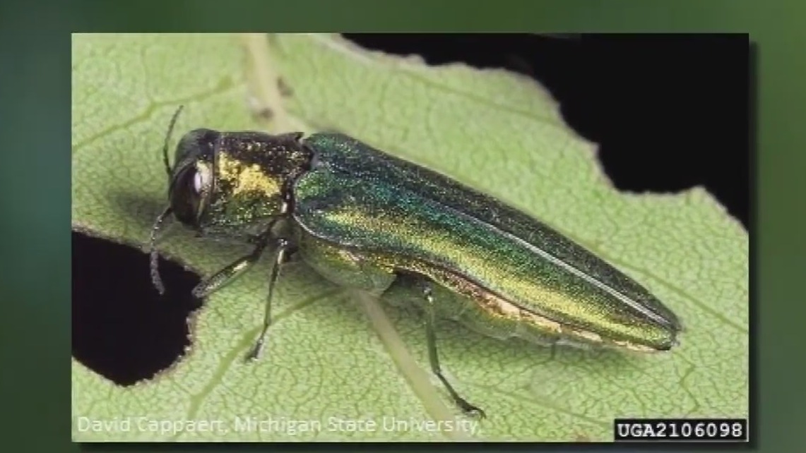 Invasive tree-killing beetle spreading, moving south in Texas – KXAN Austin