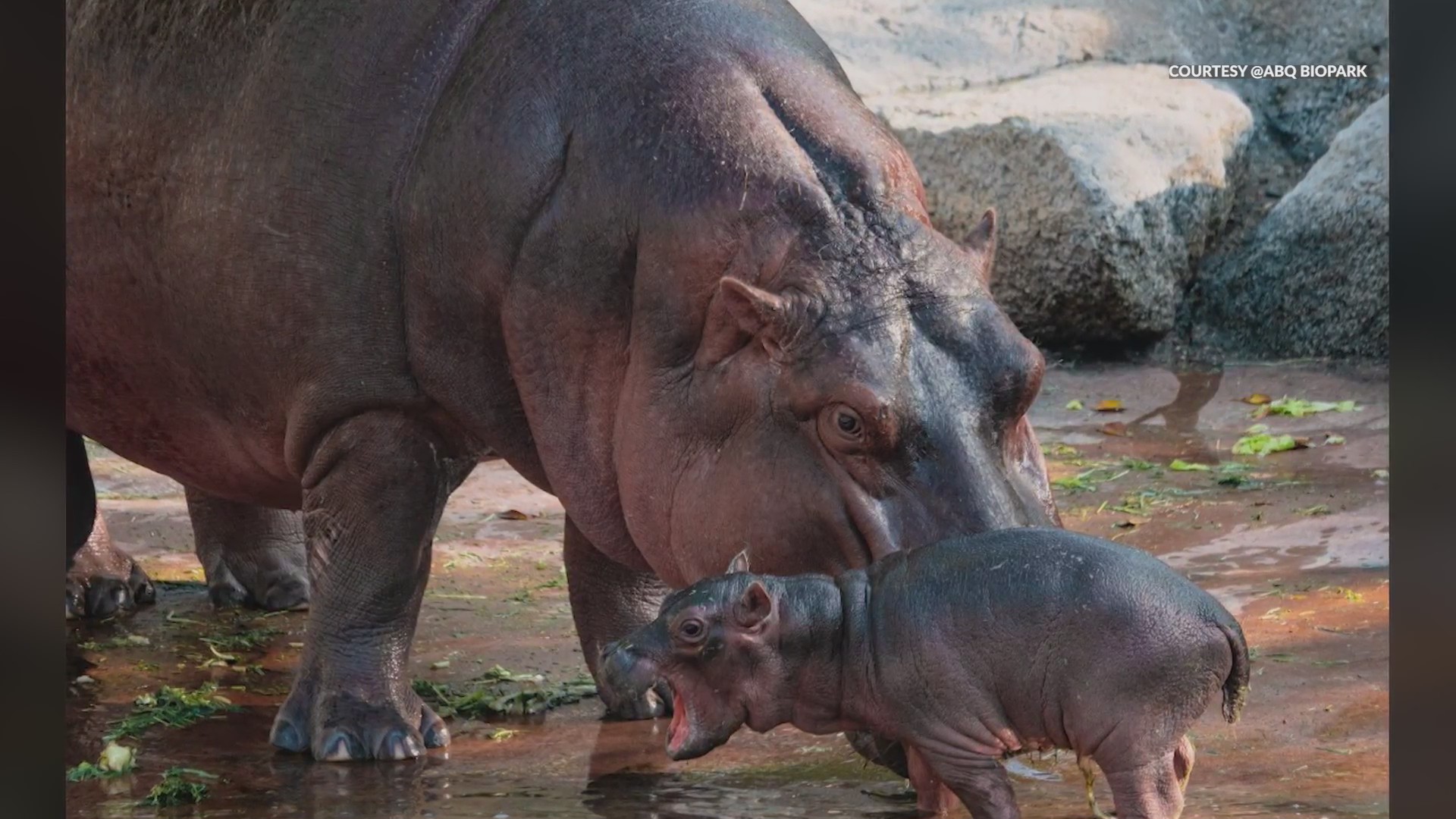 Caption Contest: ABQ BioPark’s newborn hippo turns one week old – KRQE ...