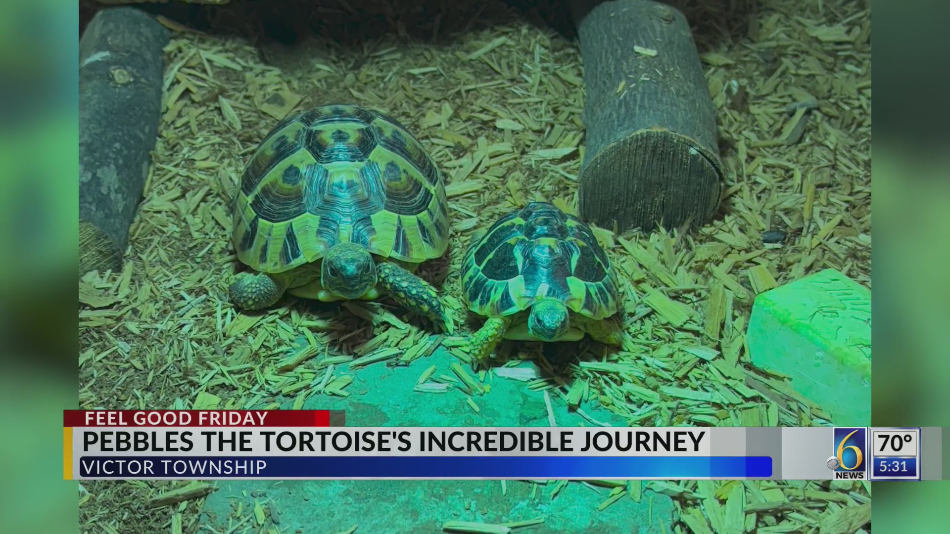 Pebbles the tortoise’s incredible journey – WLNS 6 News