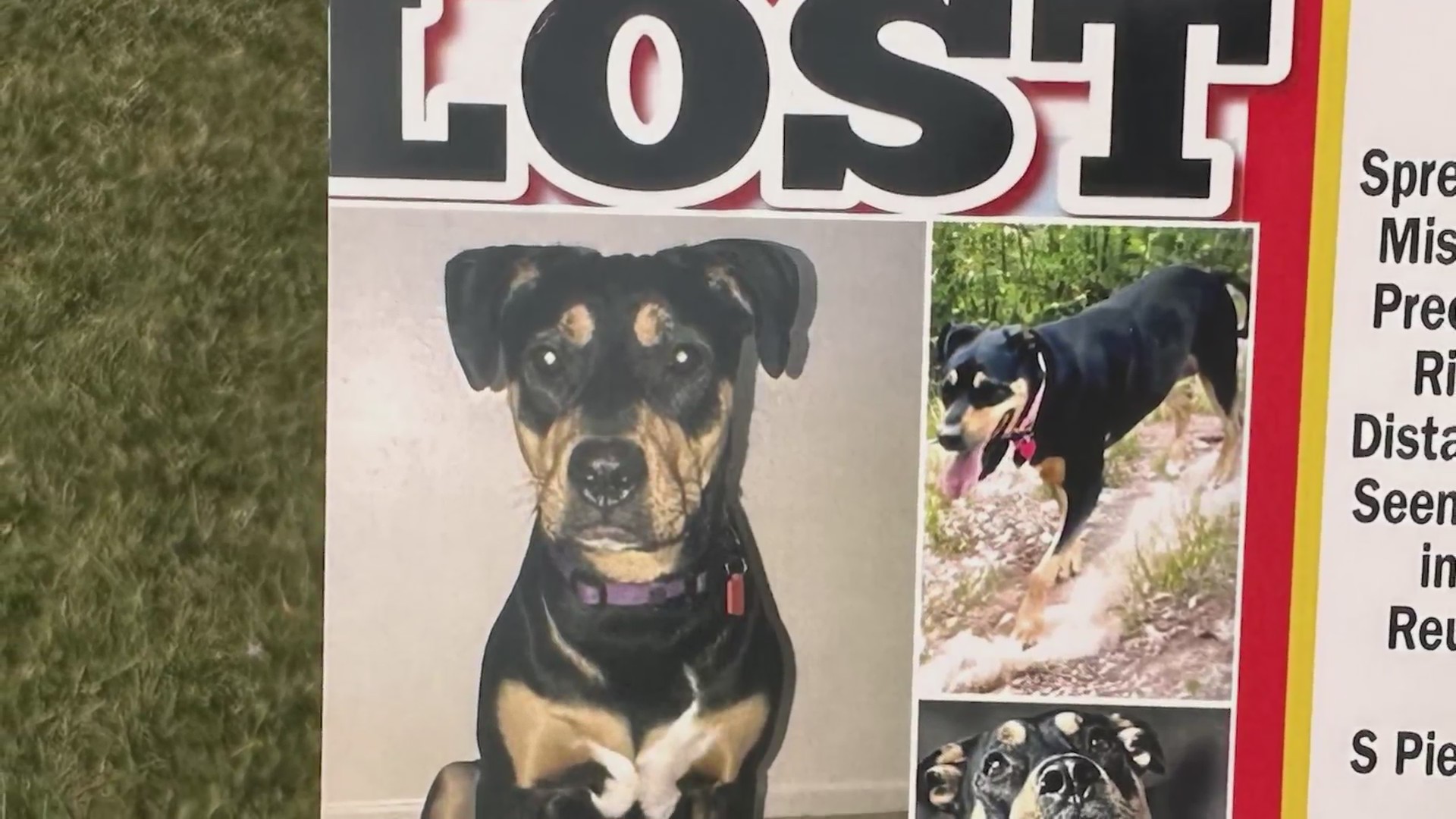 Denver dog owner scammed by pet search business – FOX31 Denver
